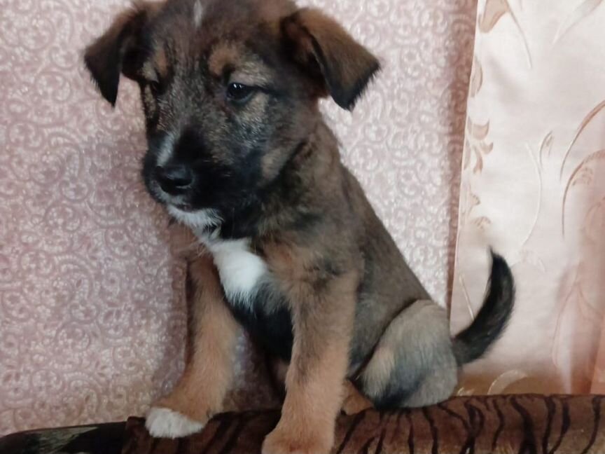 Щенок мальчик (2 месяца)