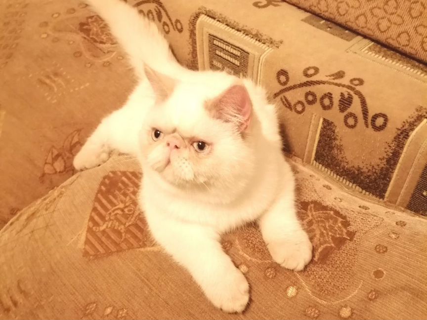 Персидский котик