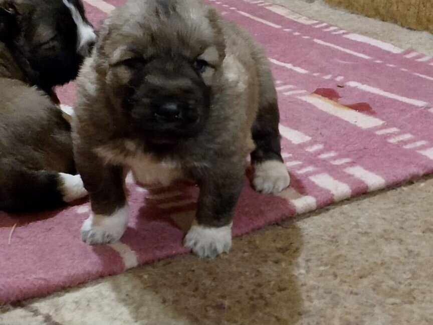 Кавказская овчарка продажа щенков