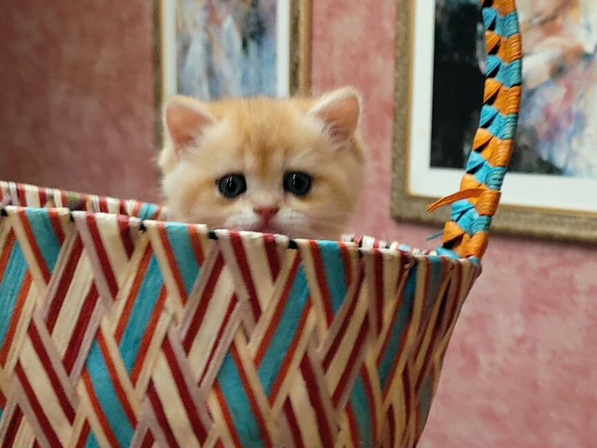 Котята шиншиллята