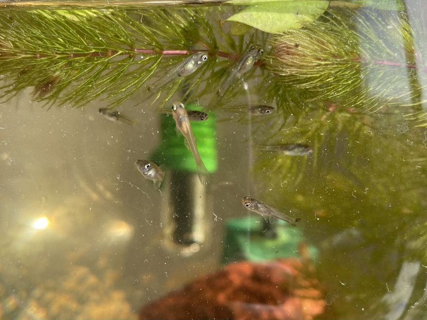 Аквариумные рыбки гуппи подарю