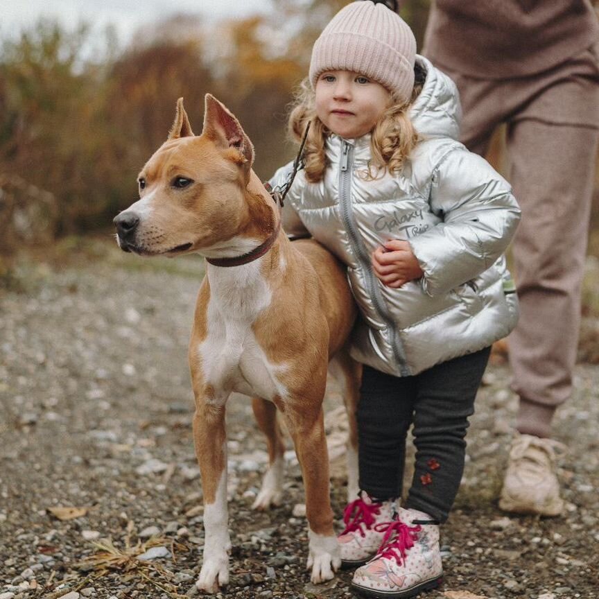 Американский стаффордширский терьер в добрые руки