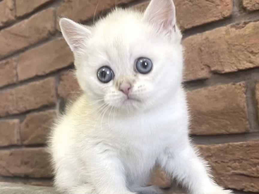 Шикарный плюшый котенок Кошечка 2мес