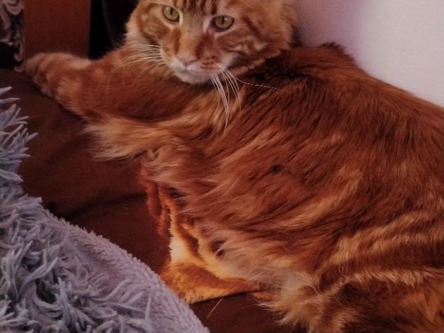 Котик ищет невесту