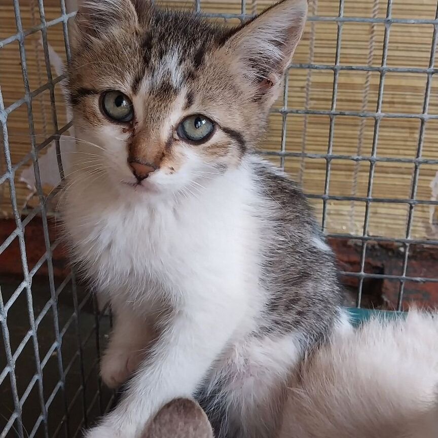 Маруська, котенок в дар