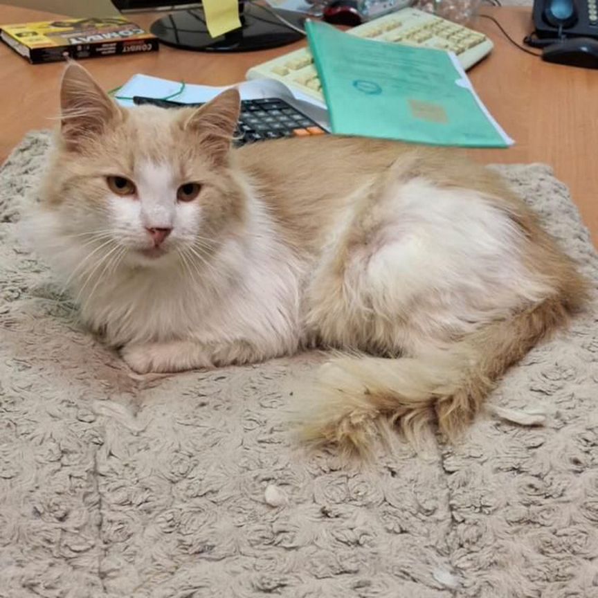 Котик в поисках любящих родителей