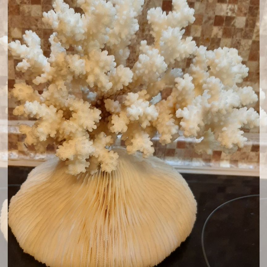 Морской коралл