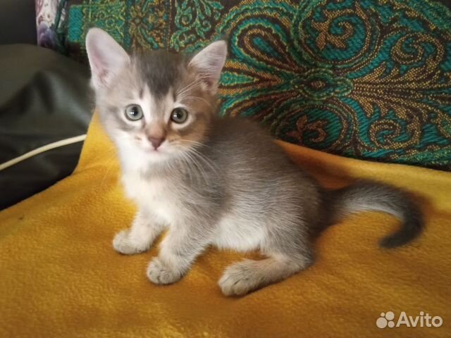 Велюровый котенок в добрые добрые добрые руки