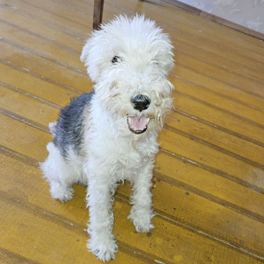 Фокстерьер, взрослая собака