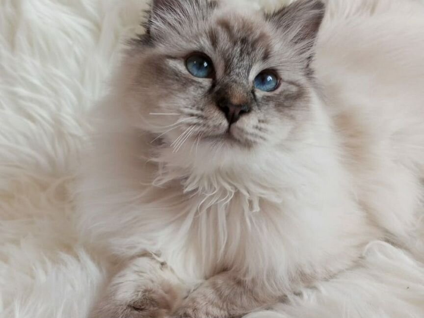 Священная бирма-котята