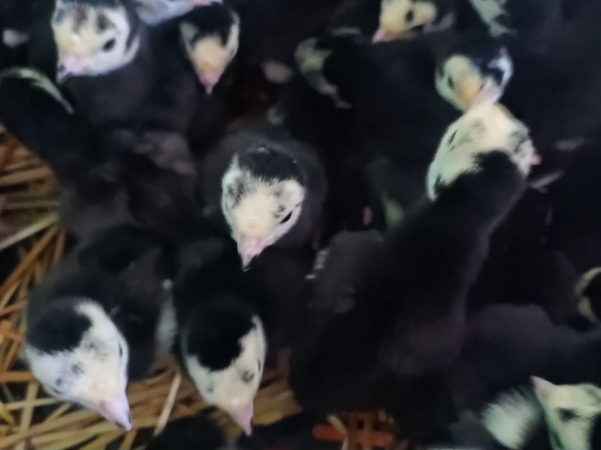 Индюки Хайбрид, Бронза, Авикор