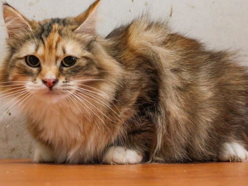 Молодая кошечка варя в добрые руки