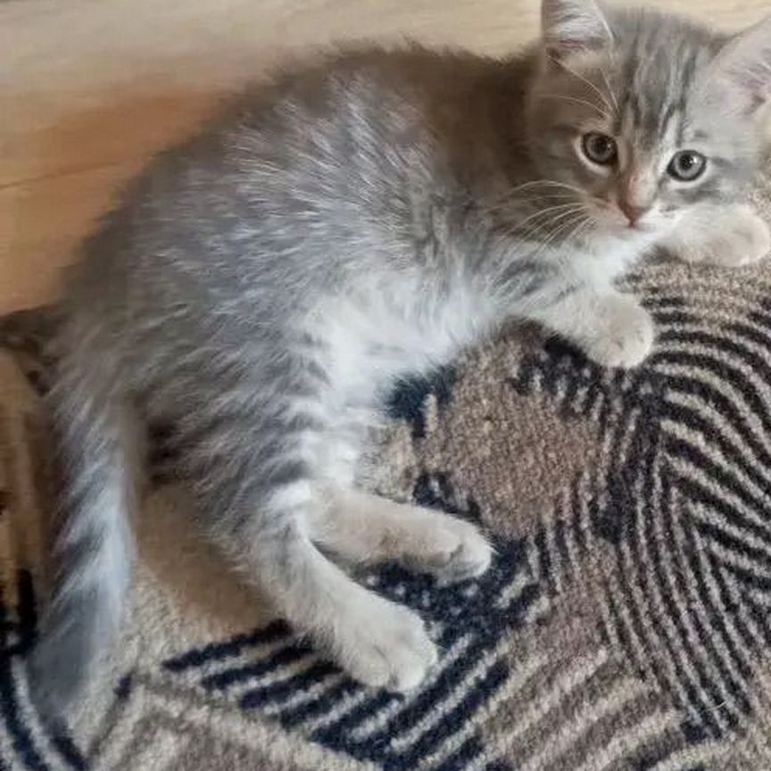 Котёнок в добрые руки