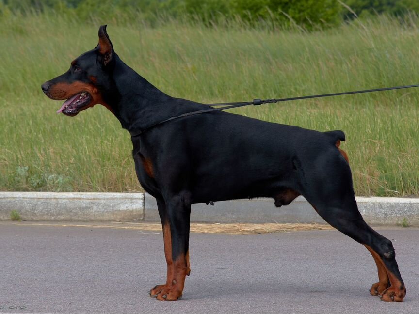 Доберман вязка