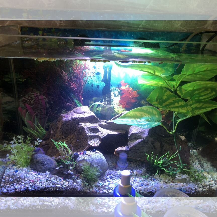 Аквариум с рыбками