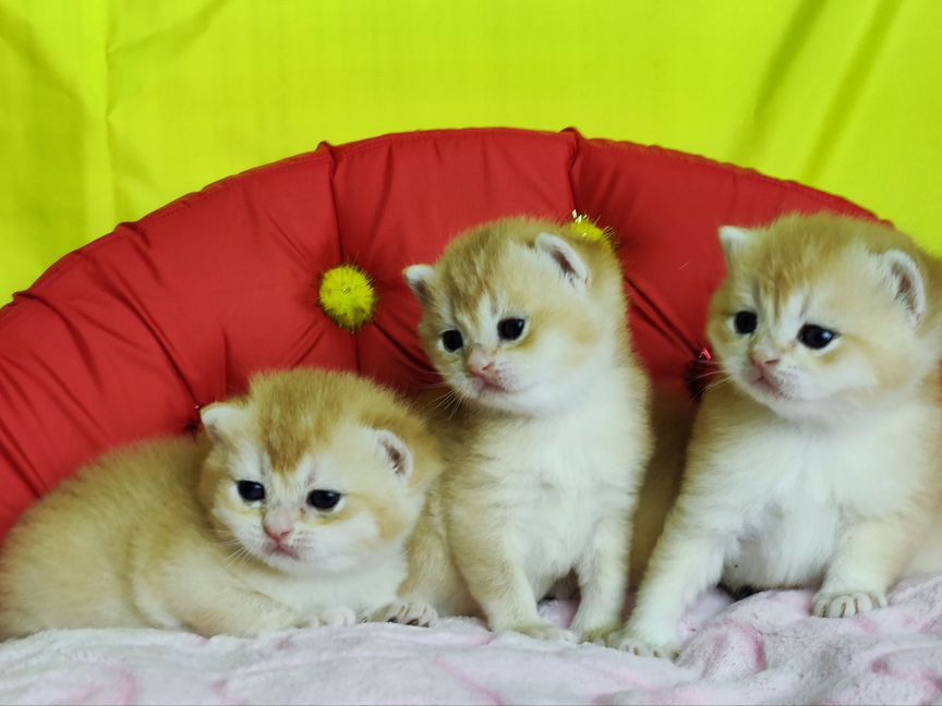 Британские котята