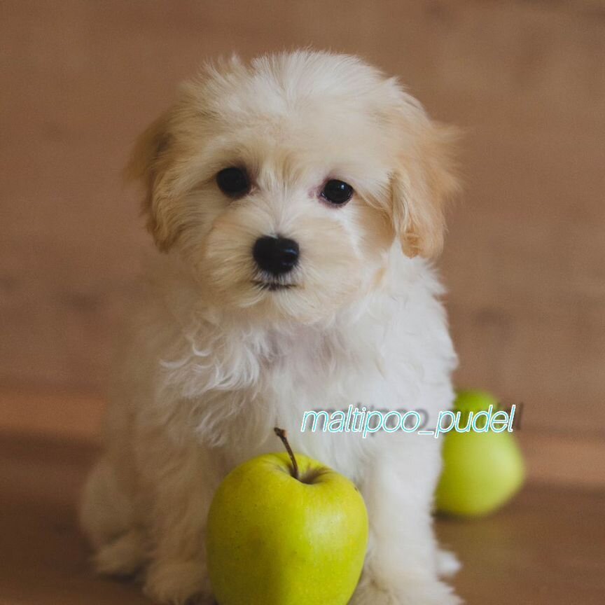 Мальтипу ф1 крем брюле