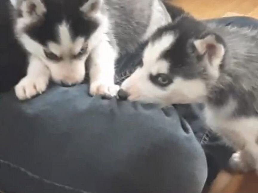 Щенки сибирской хаски