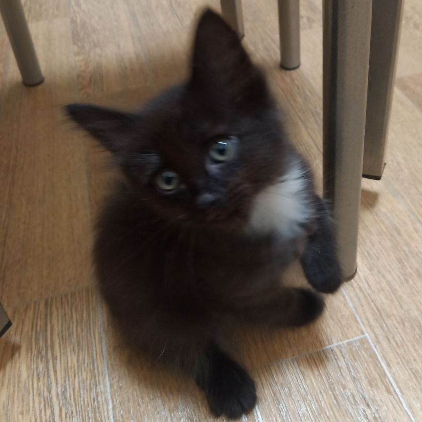 Черненький котенок в добрые руки