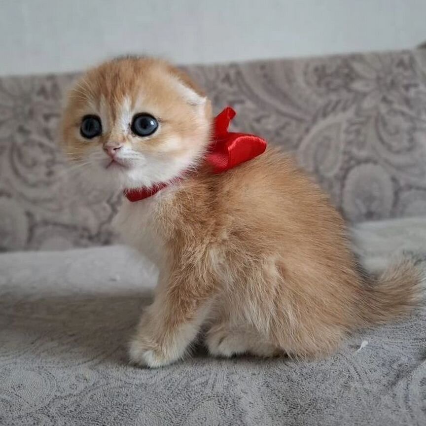 Шотландский вислоухий короткошёрстный котёнок