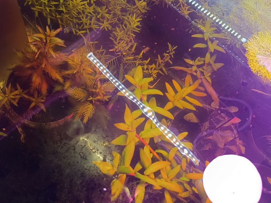 Аквариумные растения