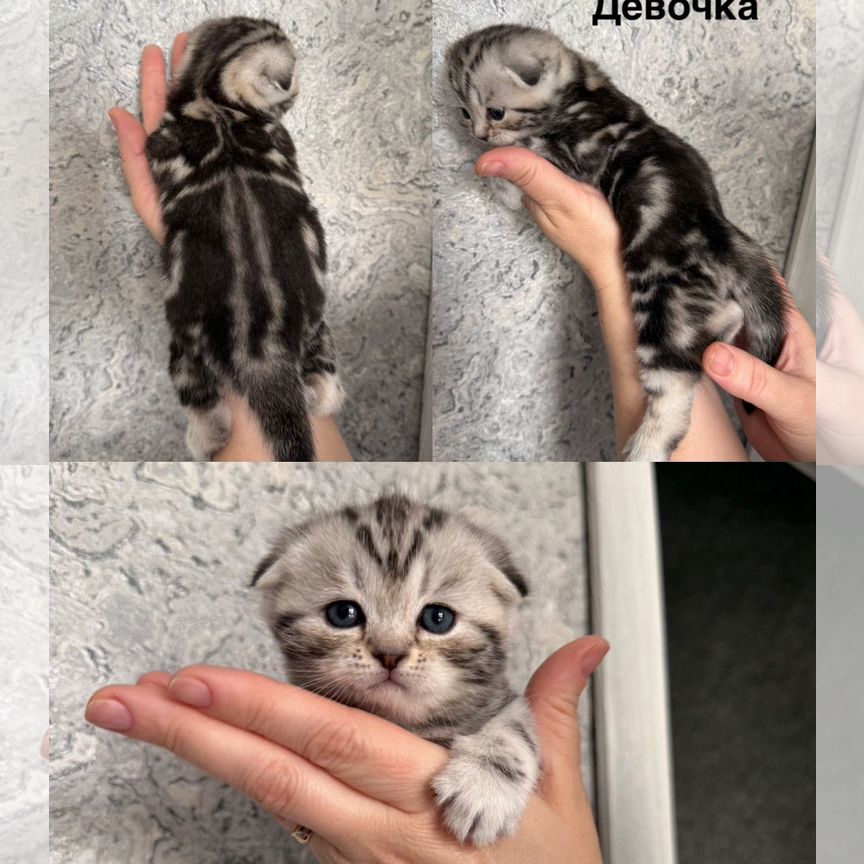 Шотландский вислоухий короткошёрстный котёнок