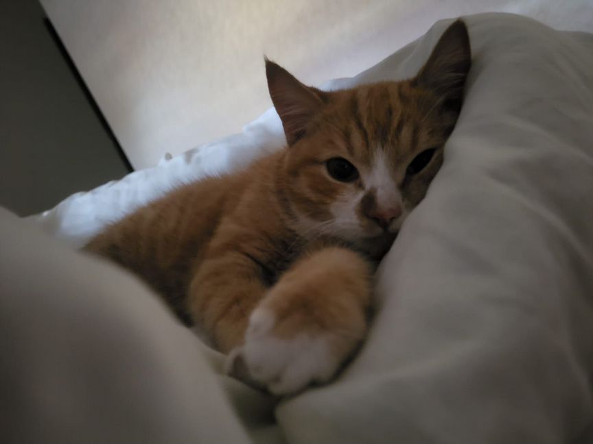 Британская кошка бесплатно