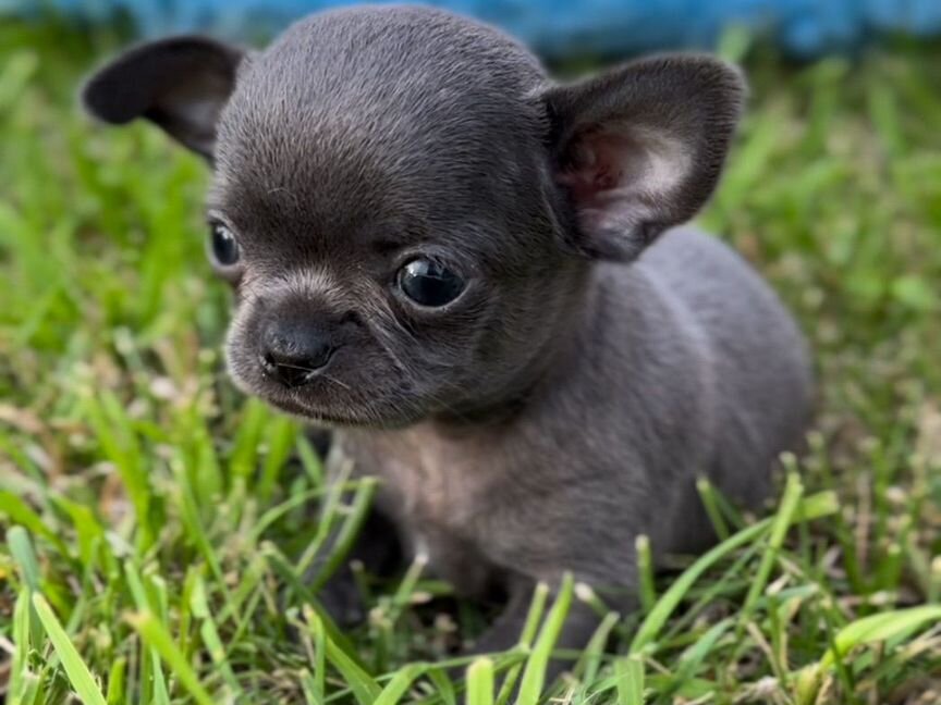 Мини голубой мальчик