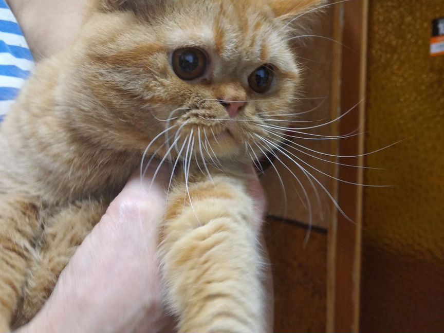Кошки Шотландские вислоухие приученные, умные