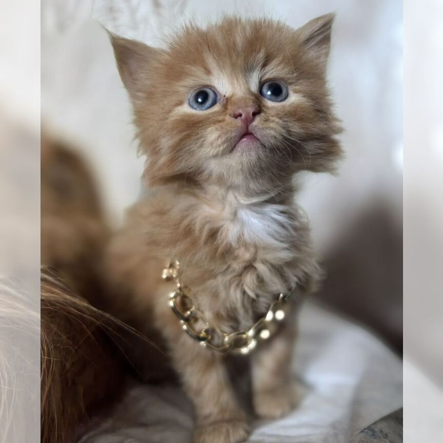 Сибирский котёнок