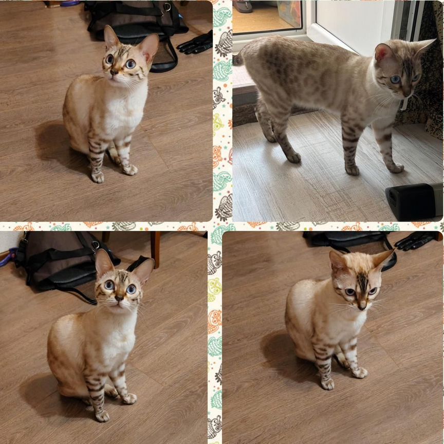 Бенгальская кошечка