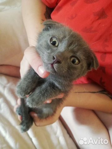Британцы веслоухие