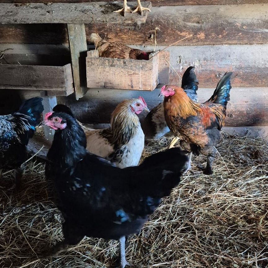 Молодые петушки