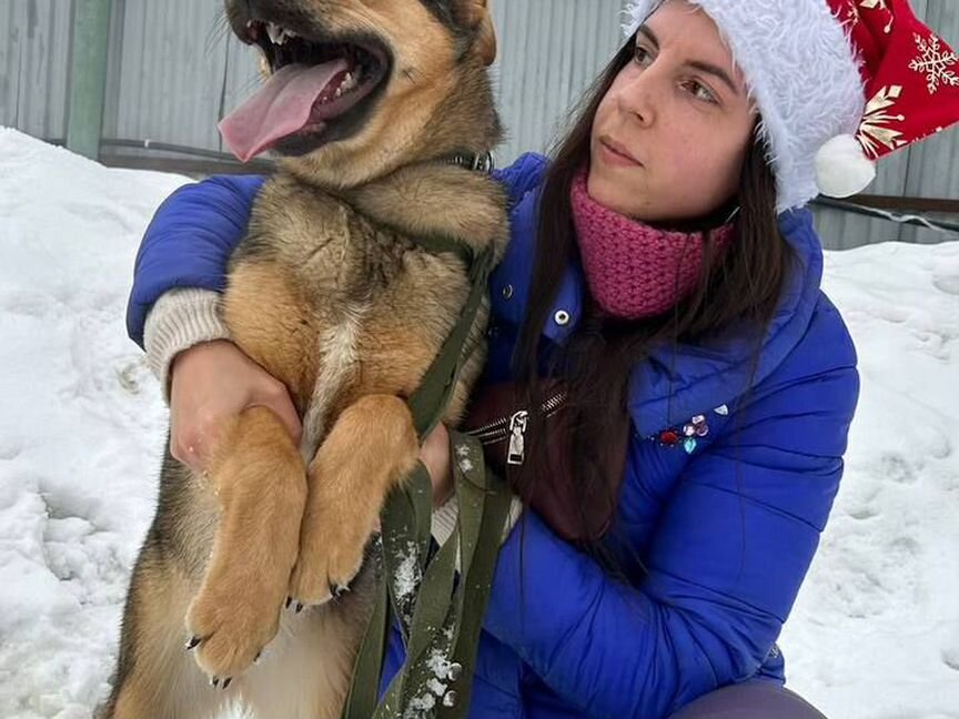 Лампа, собака в поиске дома