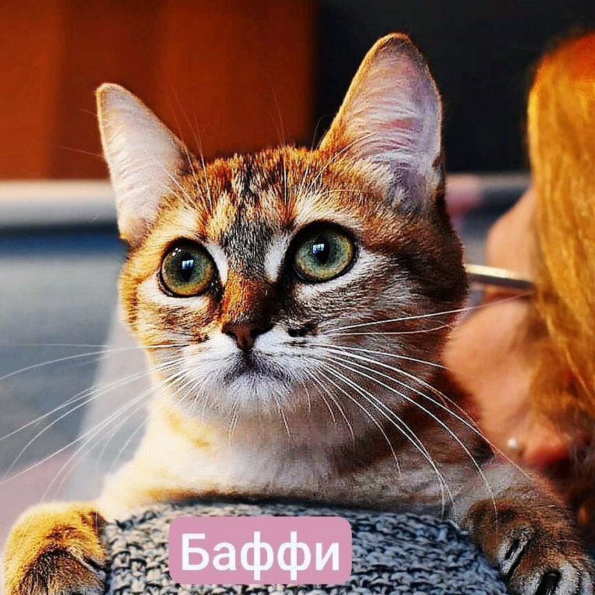 Котенок