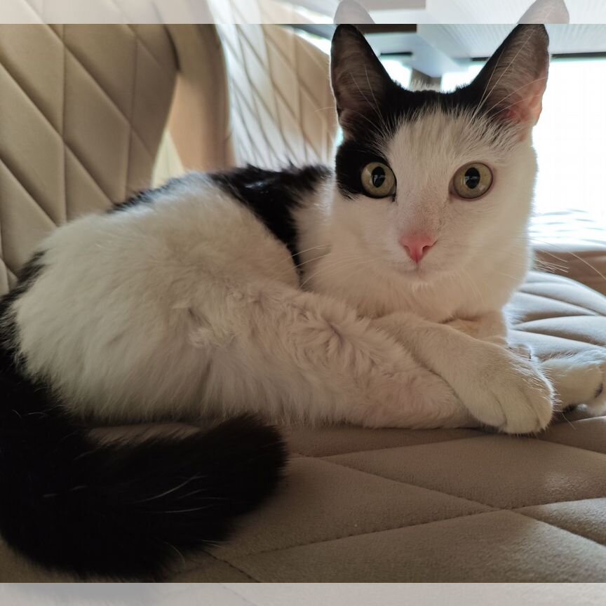 Взрослый кот в добрые руки