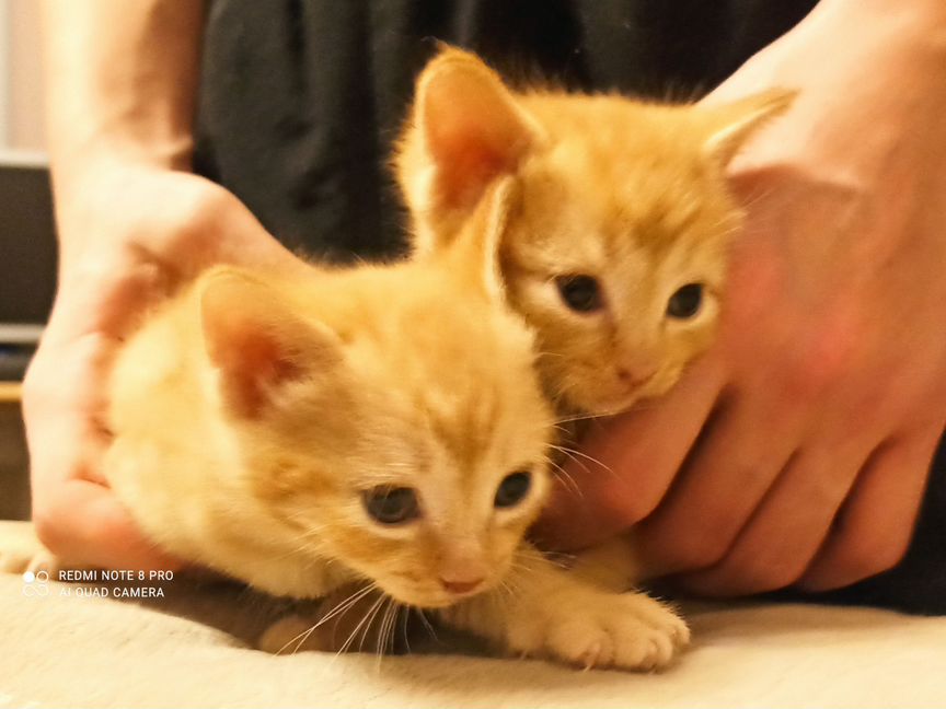 Котята метисы бобтейла