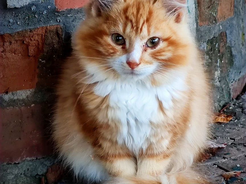 Котята рыжие в добрые руки бесплатно