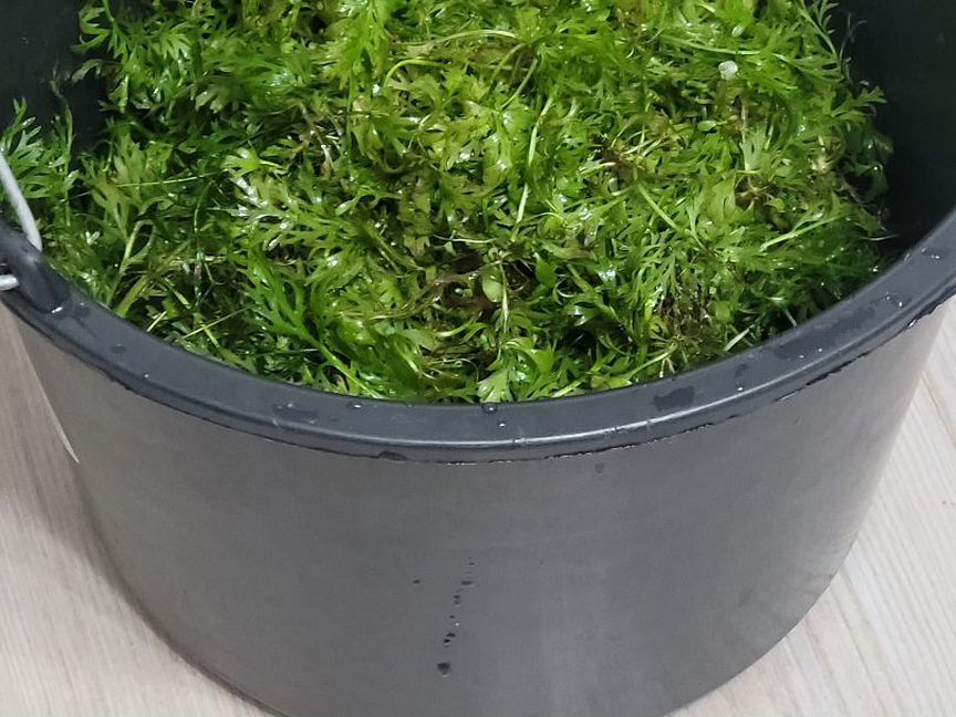 Аквариумные растения