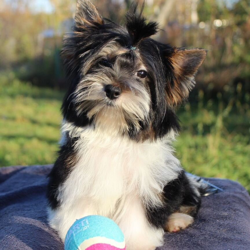 Щенок бивер