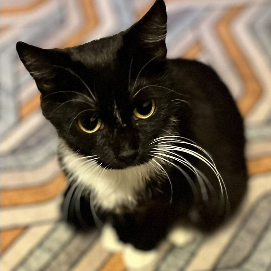 Кошечка
