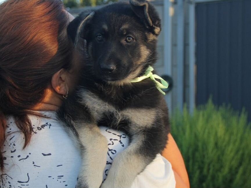 Восточно европейская овчарка щенки