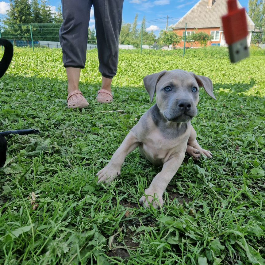 Щенок питбуля