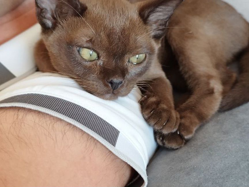 Девочки(соболь,шоколад) мальчик