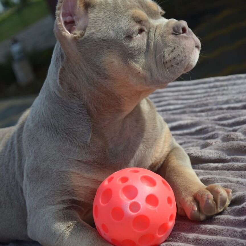 Американский Булли лиловая девочка авкс