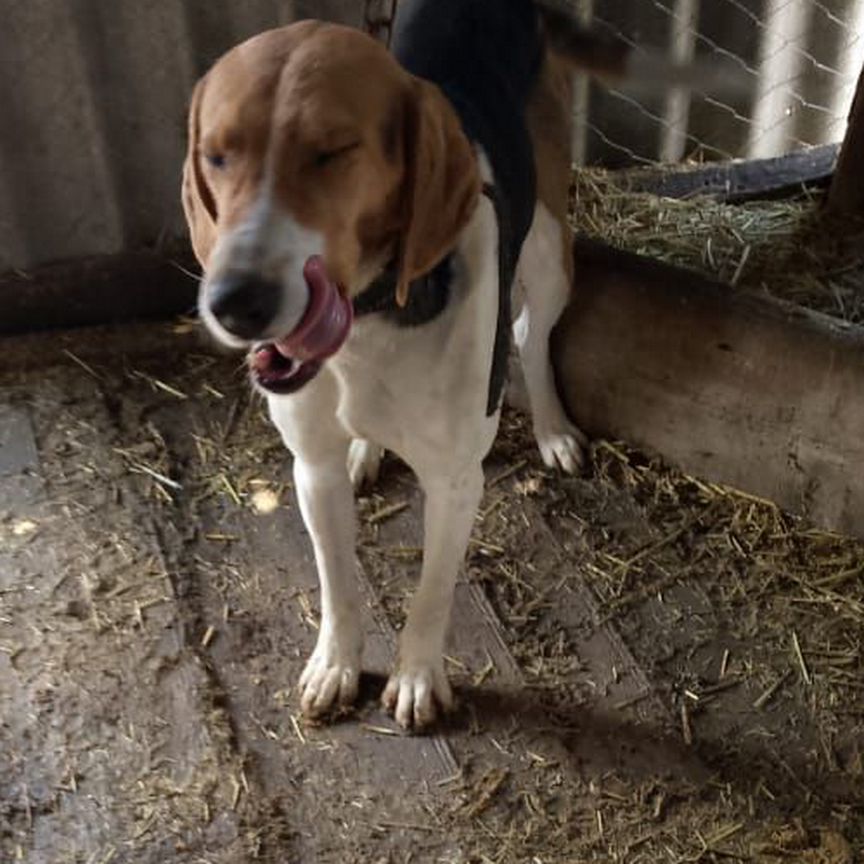 Охотничьи собаки рабочие