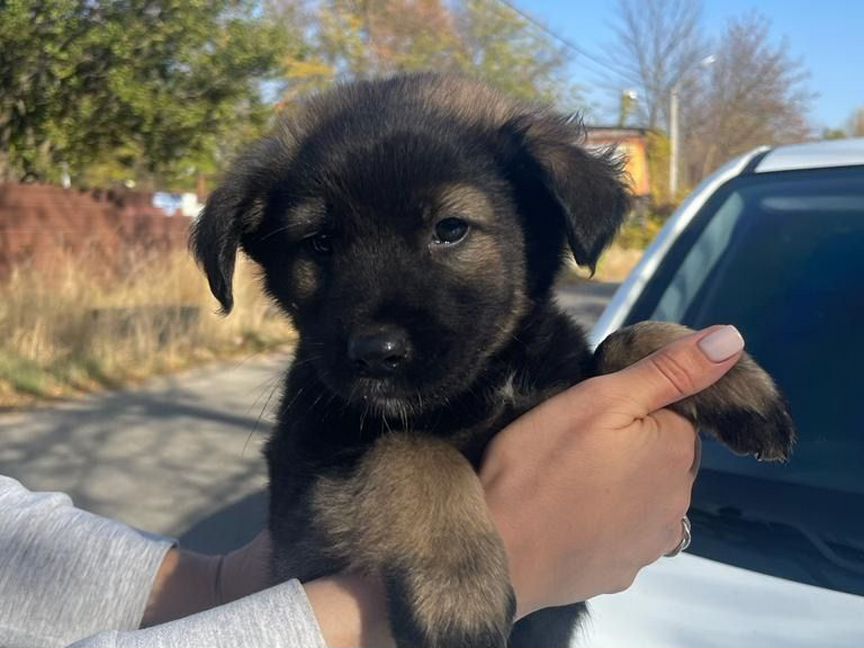 Невозможной красоты щенок мальчик- ищет дом