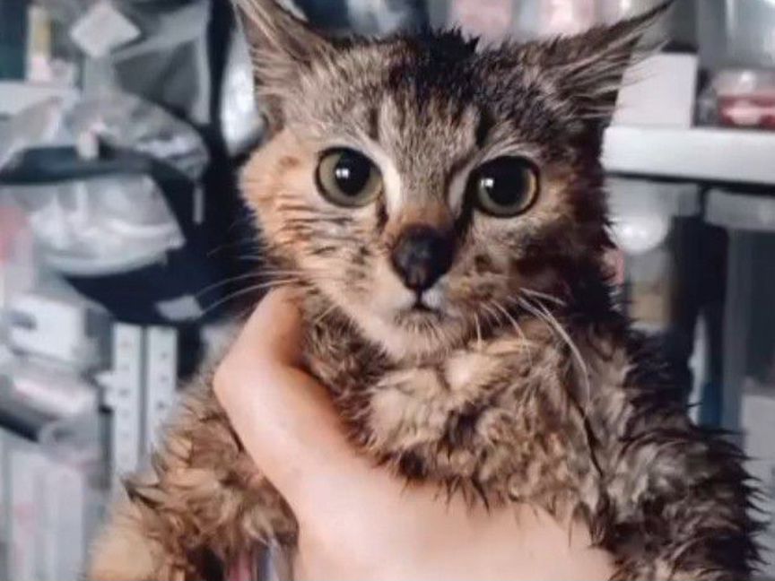 Котёнок девочка ждёт родителей