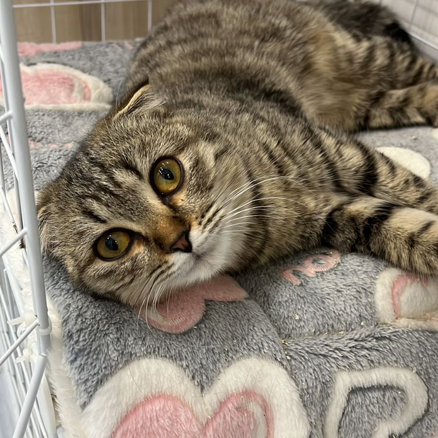 Котенок ласковая красотка