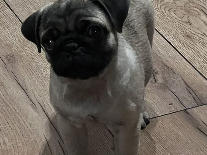 Щенки мопса